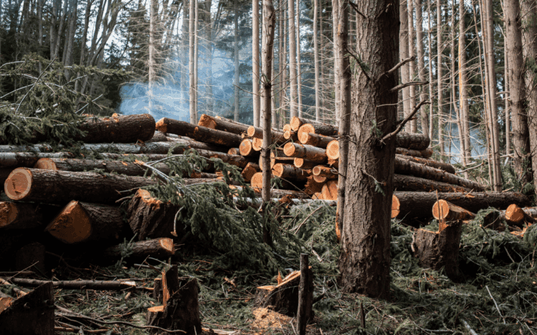 Understanding Timber and Timberland Appraisals: A Comprehensive Guide ...